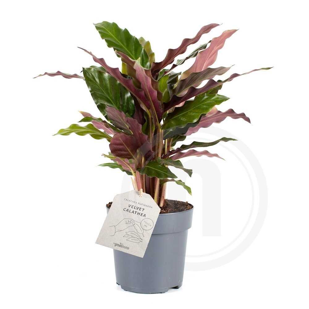 Calathea Rufibarba – køb online hos nemlig.com
