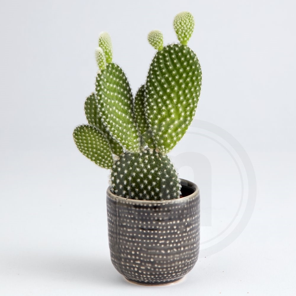 Kaktus mini -Microdasys Albata fra Gartneriet Lundager – Leveret med ...