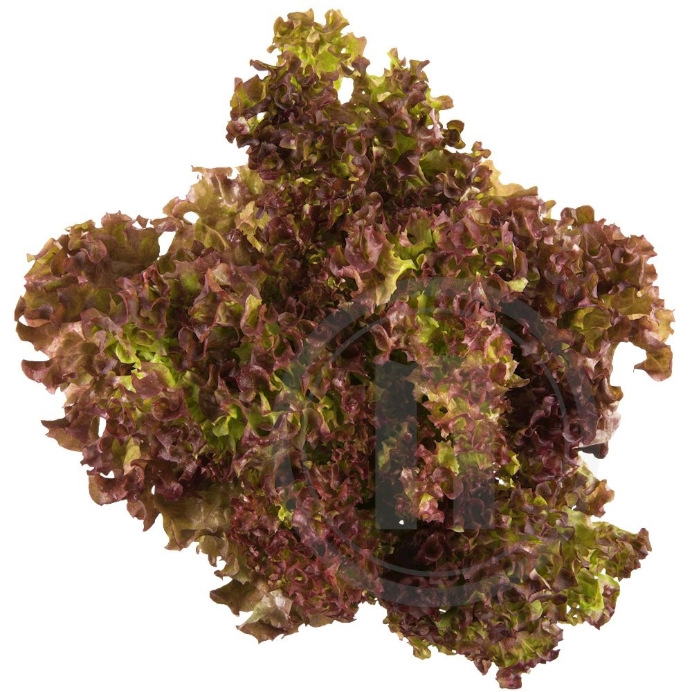 Lollo Rosa salat – Leveret med nemlig.com