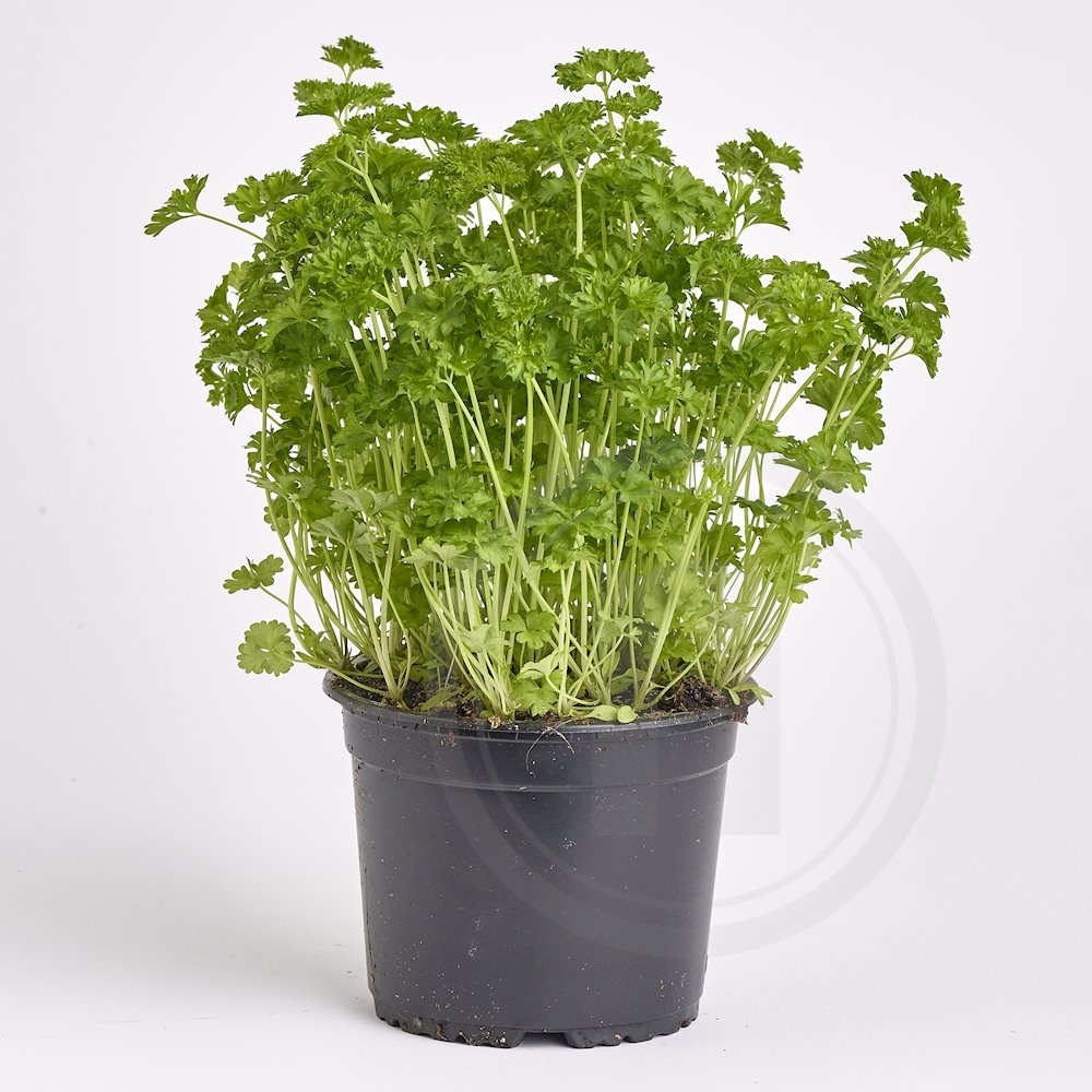 Persille stor øko. – Leveret med nemlig.com