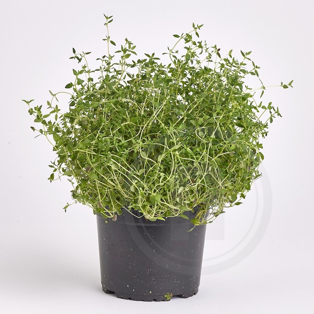 Timian stor øko. – Leveret med nemlig.com